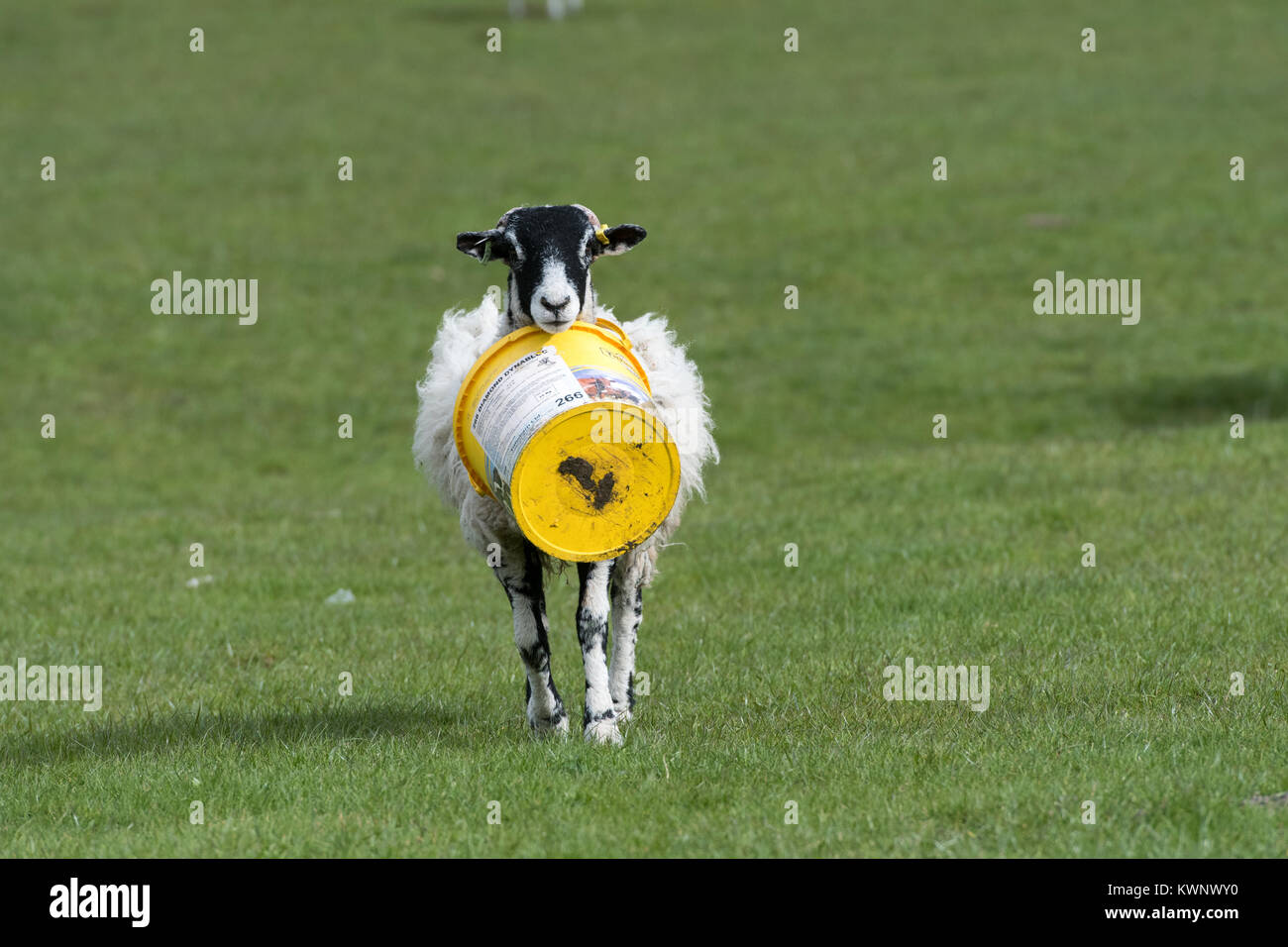 Sheep with a bucket round its neck, with others looking on Stock Photo ...