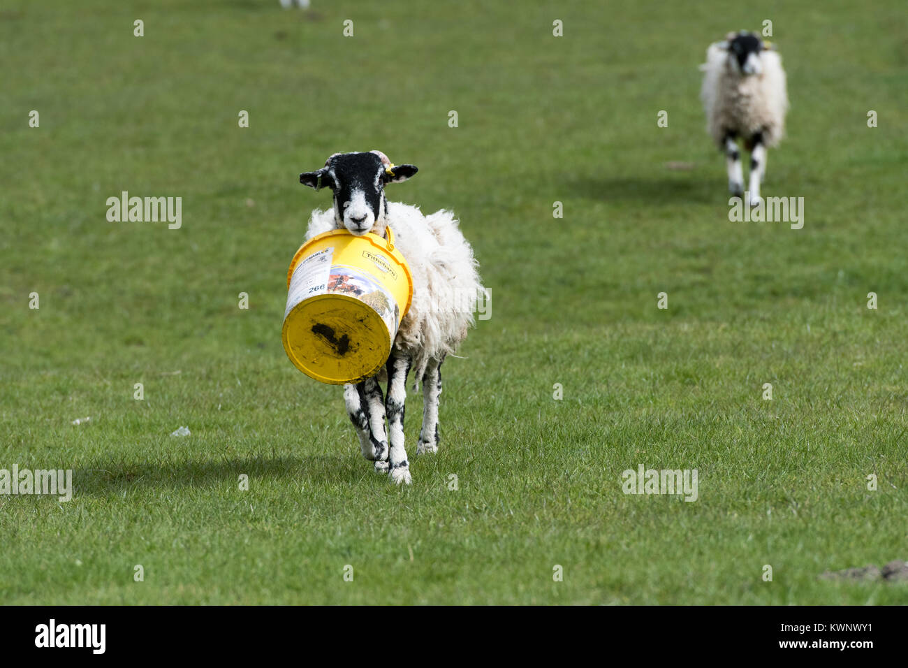 Sheep with a bucket round its neck, with others looking on Stock Photo ...