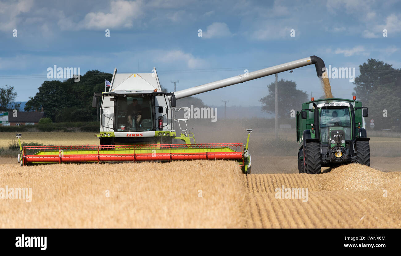 Claas Lexicon 760 combine filling trailer with grain, pulled by a Fendt ...