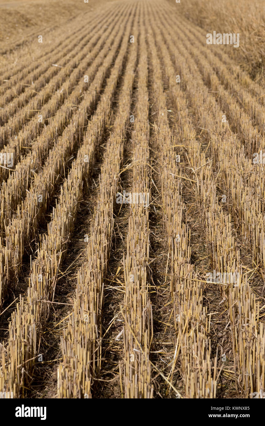 Rows of newly cut barley stalks after harvesting. North Yorkshire, UK ...