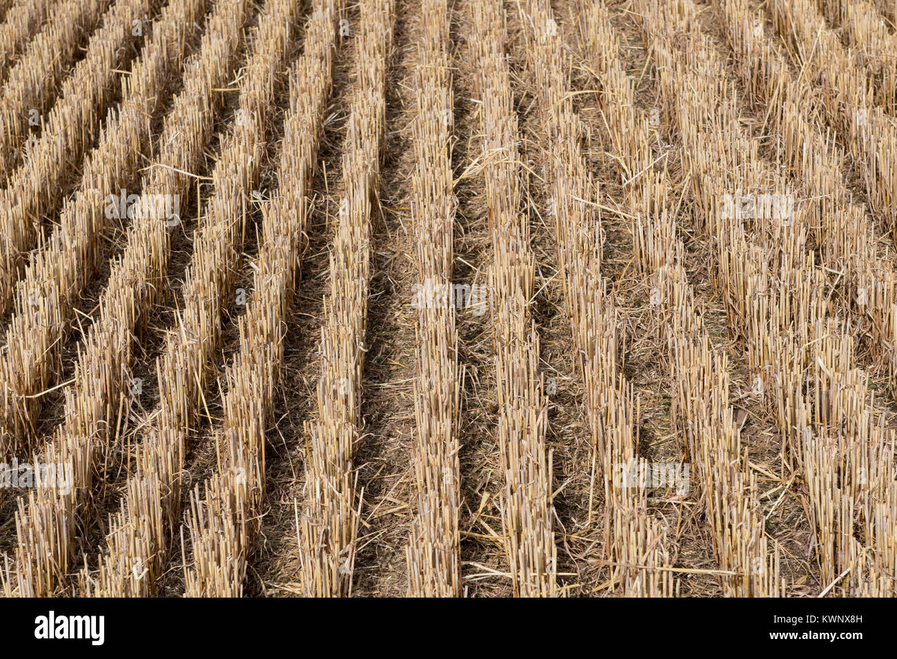 Rows of newly cut barley stalks after harvesting. North Yorkshire, UK ...