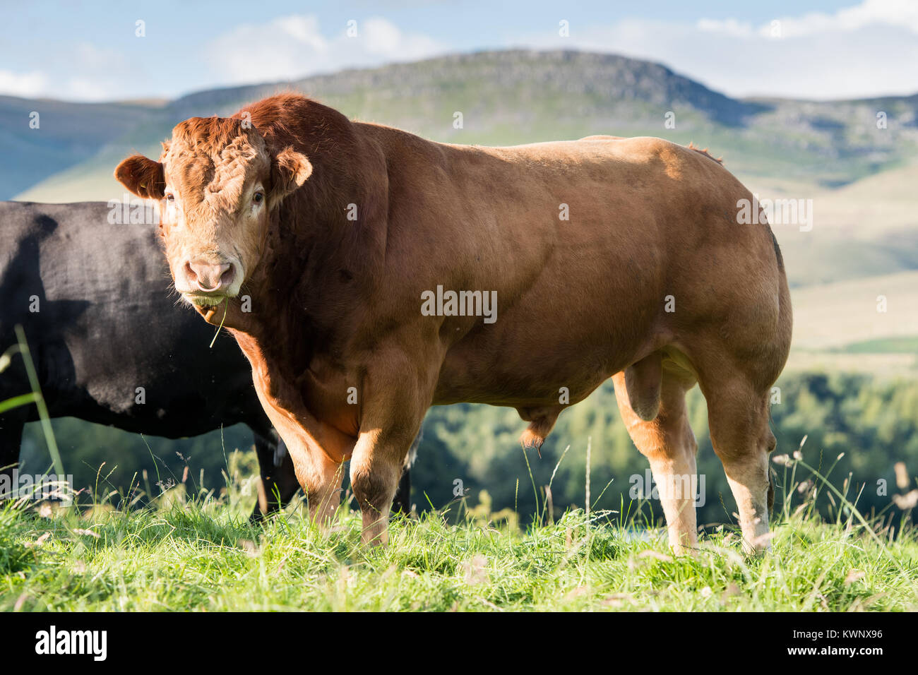 Limousin bull in with herd of commercial uckler beef cattle in the ...