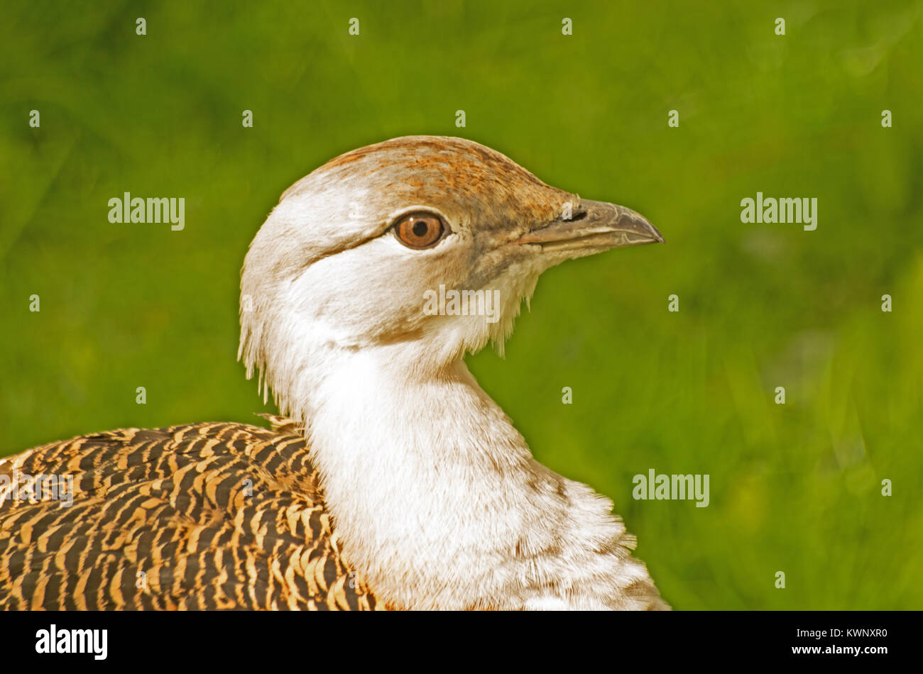 Tara bird hi-res stock photography and images - Alamy
