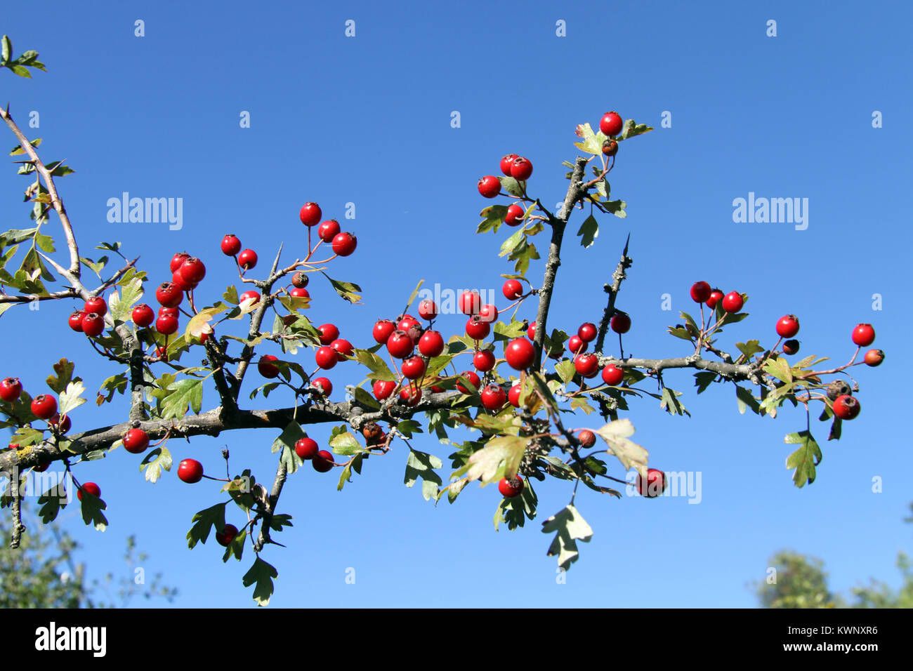 Turkey Berry Leaves High Resolution Stock Photography and Images - Alamy