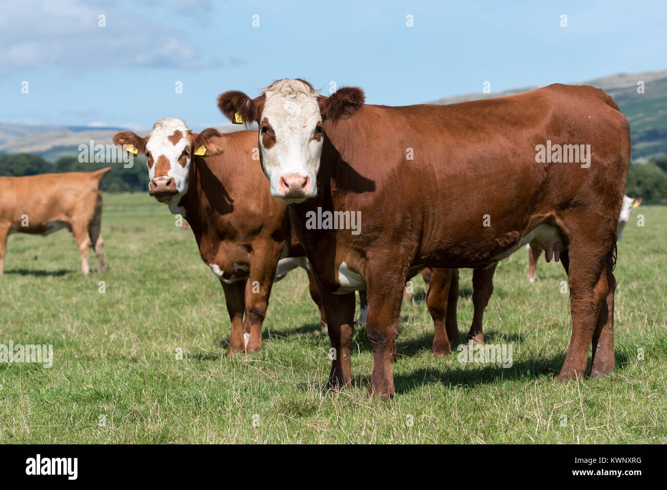 Roan Cattle High Resolution Stock Photography and Images - Alamy