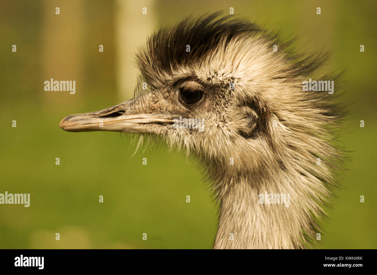 Captive greater rhea hi-res stock photography and images - Alamy