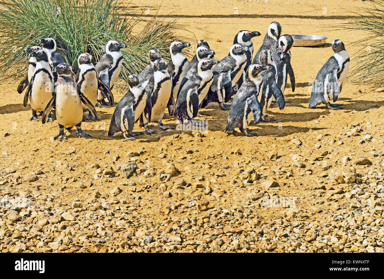 African Penguin, Spheniscus Demerus, Captive Stock Photo - Alamy