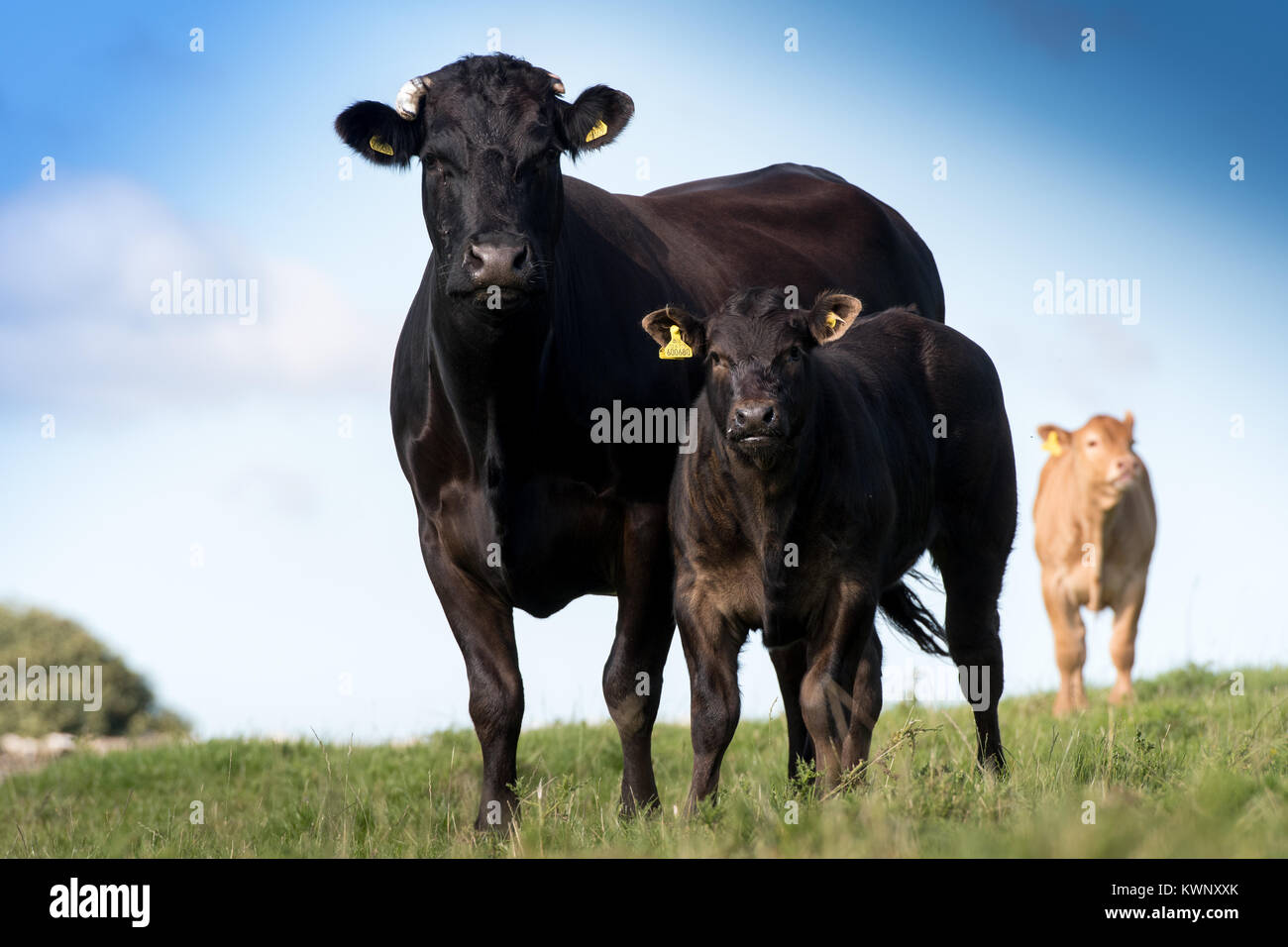Commercial suckler beef cattle in limestone pasture, North Yorkshire ...