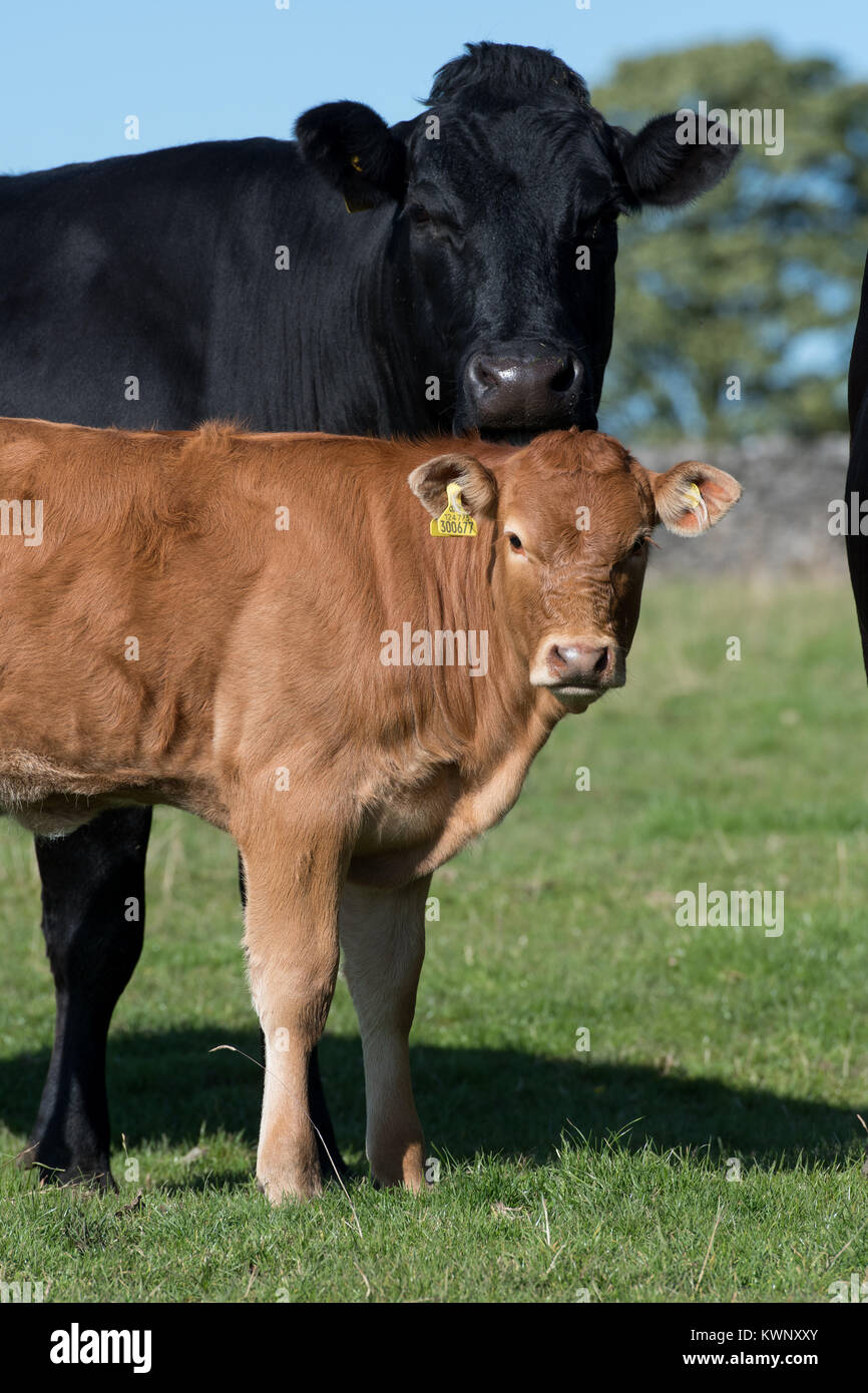Commercial suckler beef cattle in limestone pasture, North Yorkshire ...