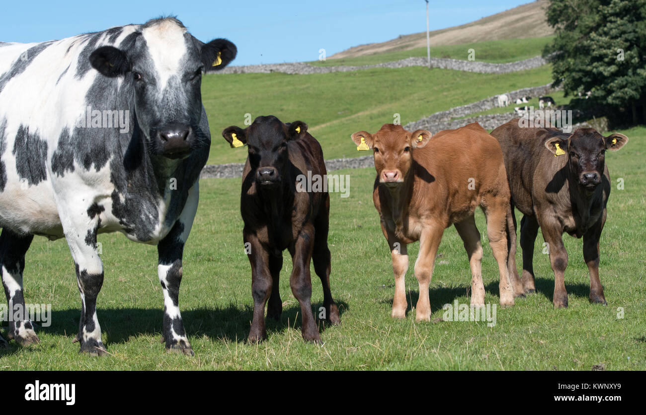 Commercial suckler beef cattle in limestone pasture, North Yorkshire ...