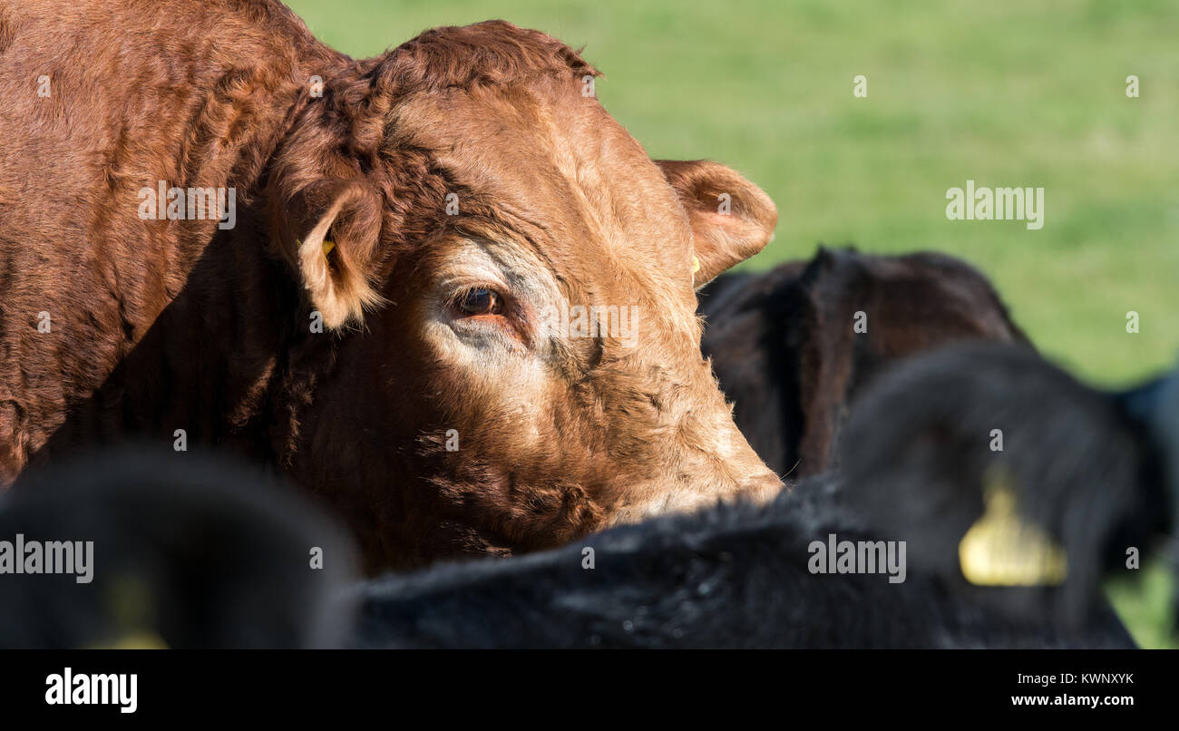 Big black bull hi-res stock photography and images - Alamy