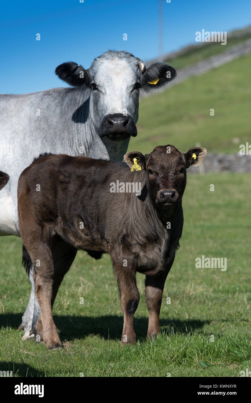 Commercial suckler beef cattle in limestone pasture, North Yorkshire ...