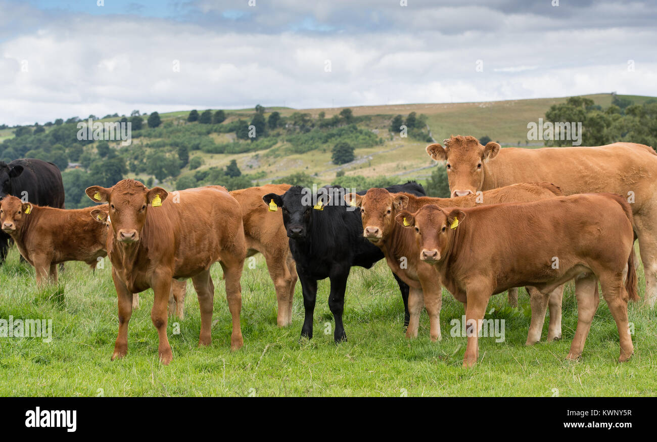 Cattle farm animals hi-res stock photography and images - Alamy