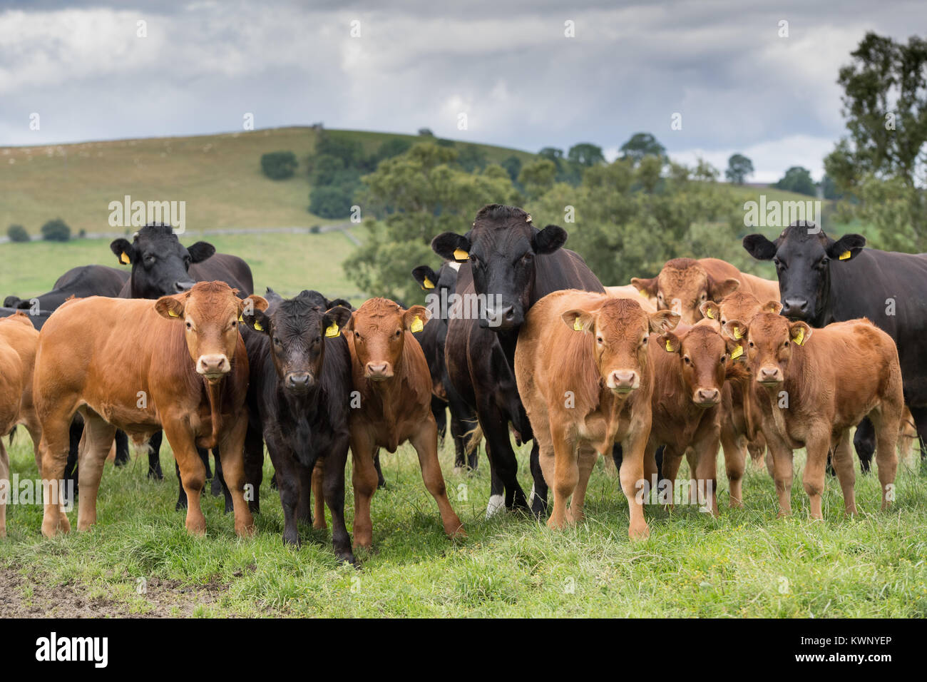 Beef cattle farming hi-res stock photography and images - Alamy