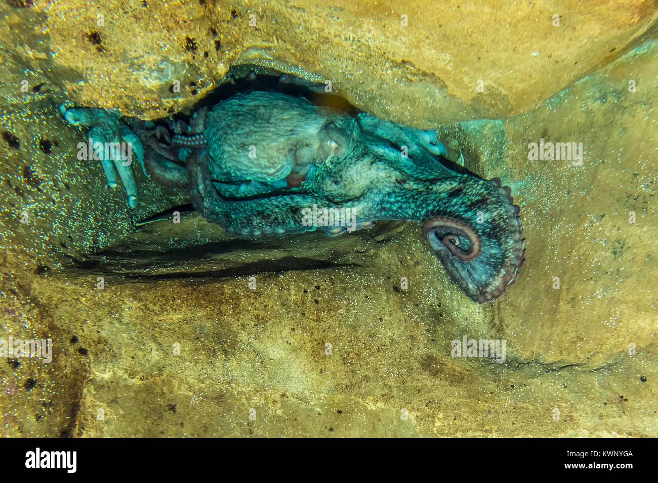 giant octopus in crevice in rock Stock Photo - Alamy