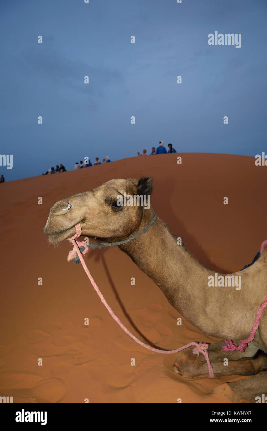Camel sitting down hi-res stock photography and images - Alamy
