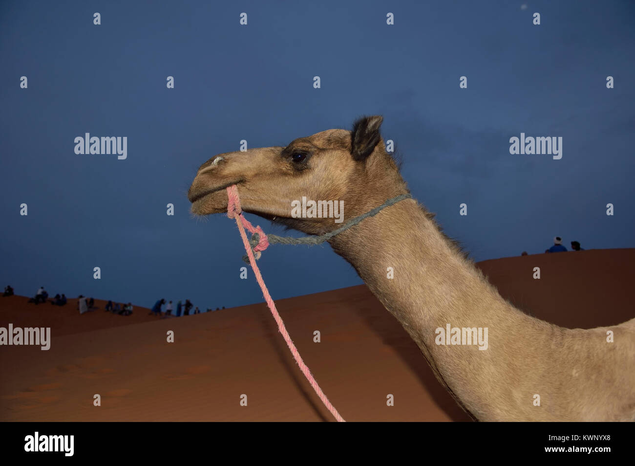 Camel lying sand hi-res stock photography and images - Alamy