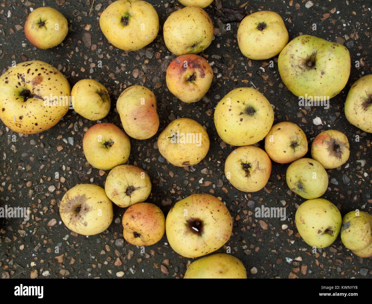 Rather spotty yellow apples make a background Stock Photo - Alamy