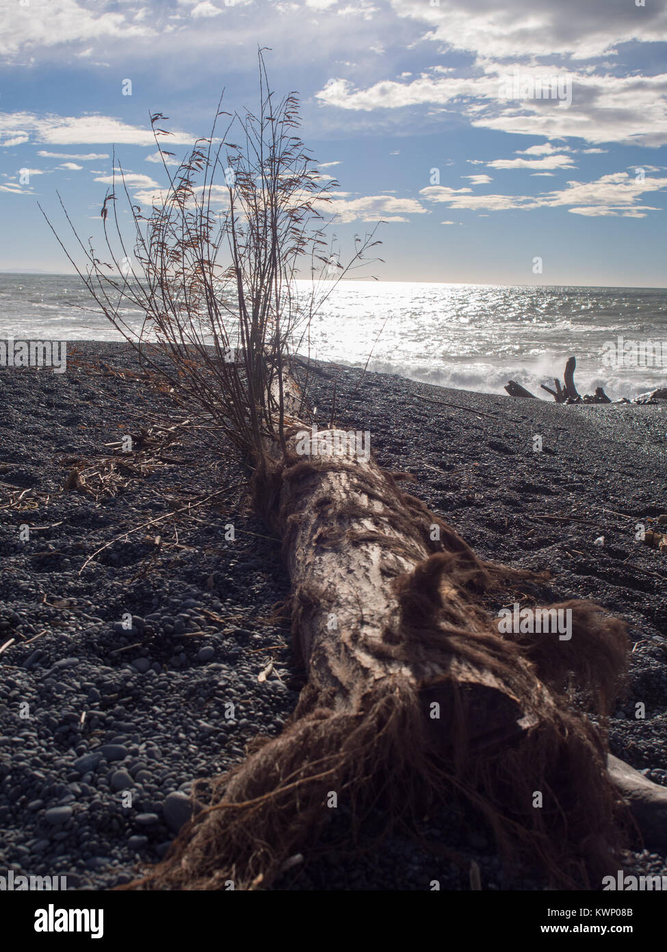 Driftwood On The Beach Stock Photo - Alamy