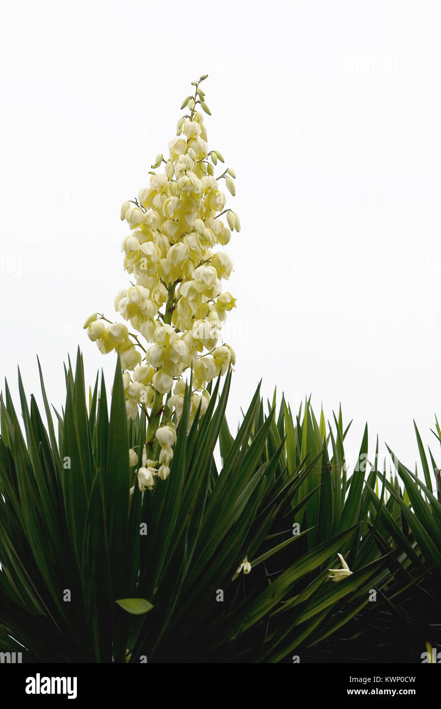 A blossoming palm tree is photographed close-up. Plants Stock Photo - Alamy