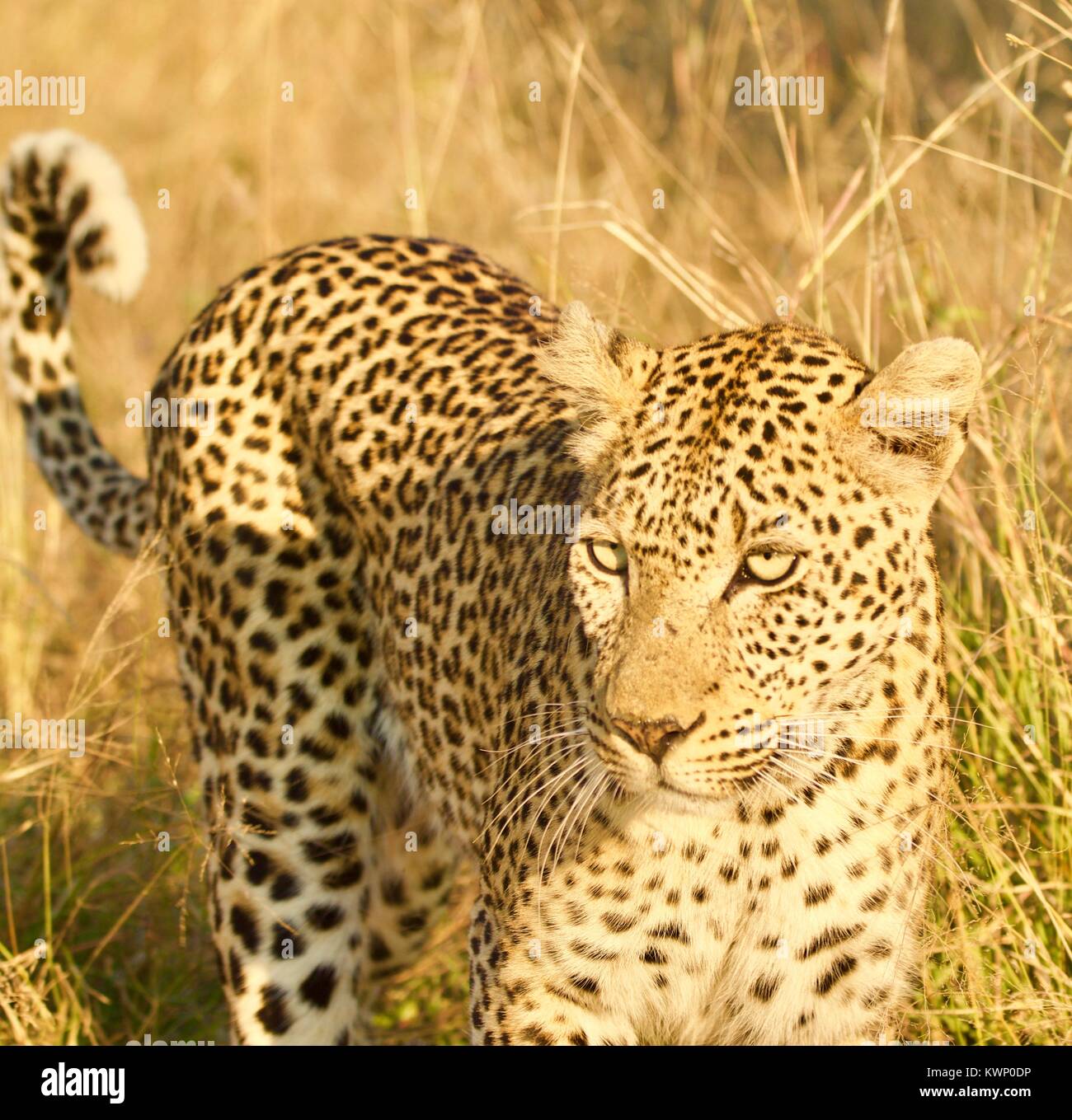 Leopard teeth tail hi-res stock photography and images - Alamy