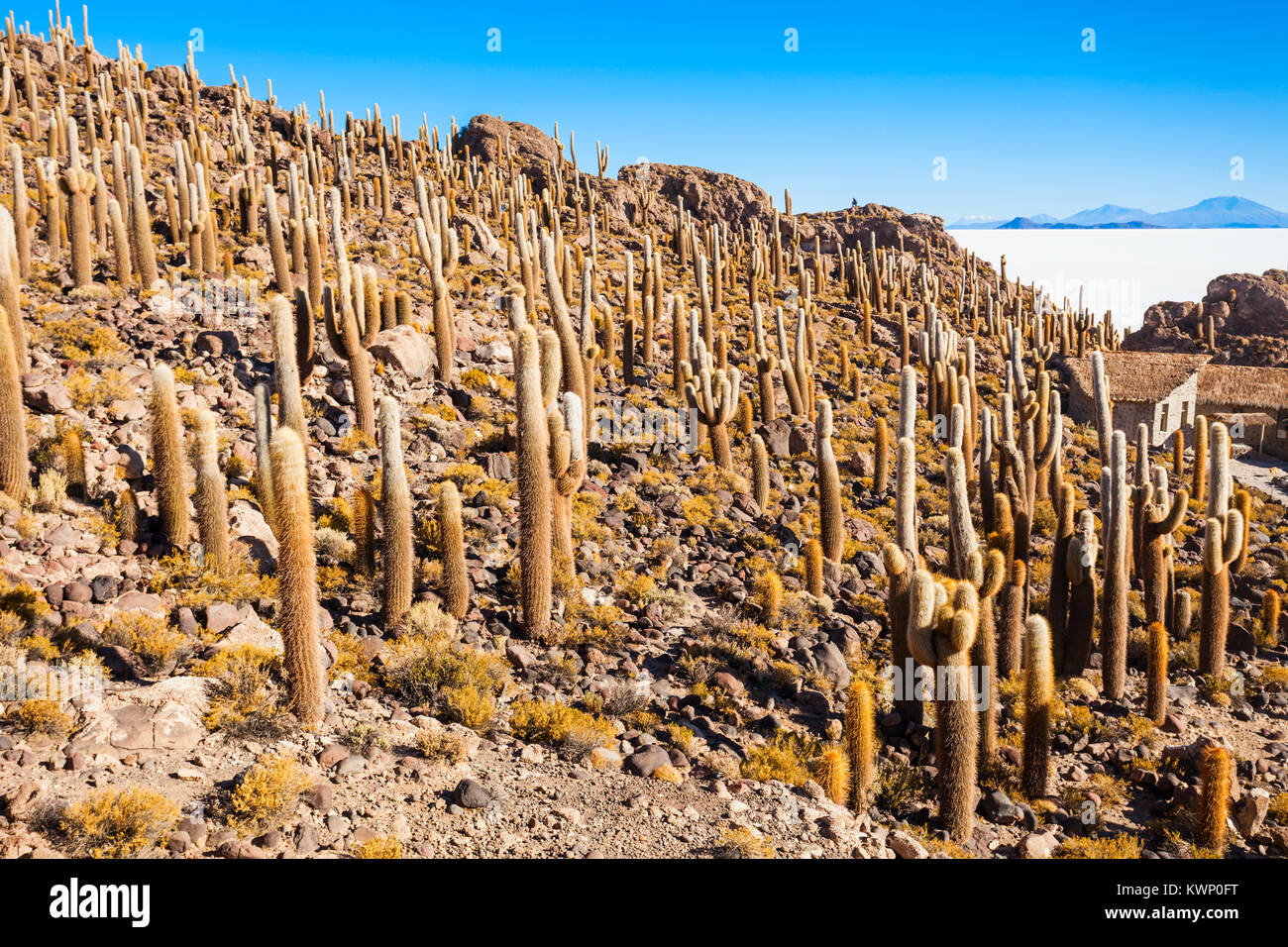 Cactus island on Salar de Uyuni (Salt Flat) near Uyuni, Bolivia Stock ...