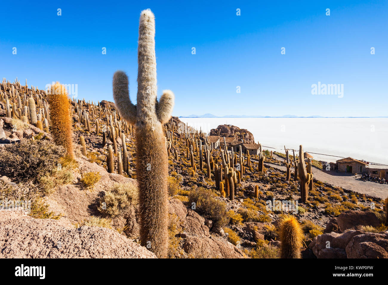 Very big cactuses on Cactus Island, Salar de Uyuni (Salt Flat) near ...