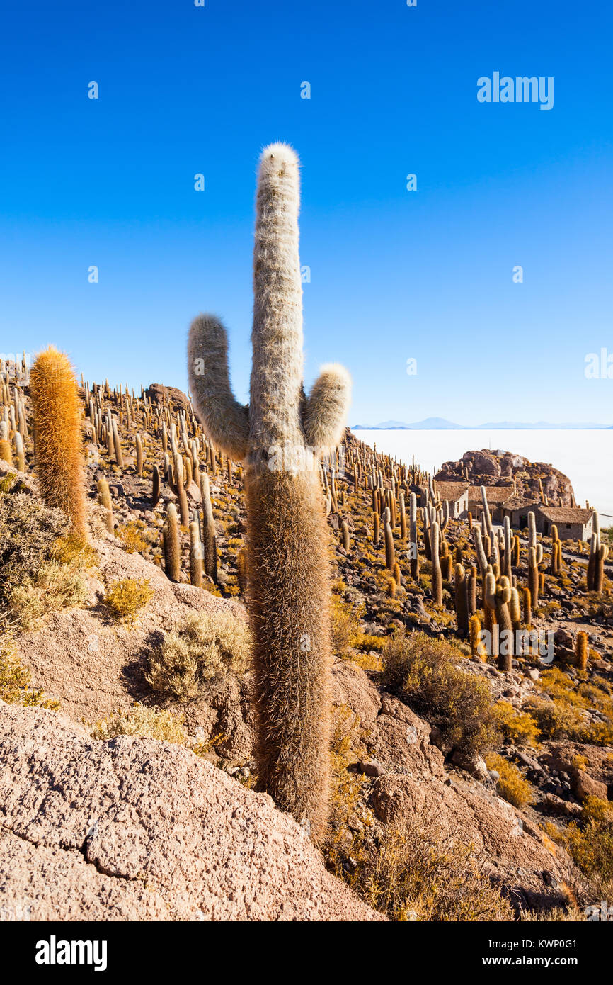 Very big cactuses on Cactus Island, Salar de Uyuni (Salt Flat) near ...