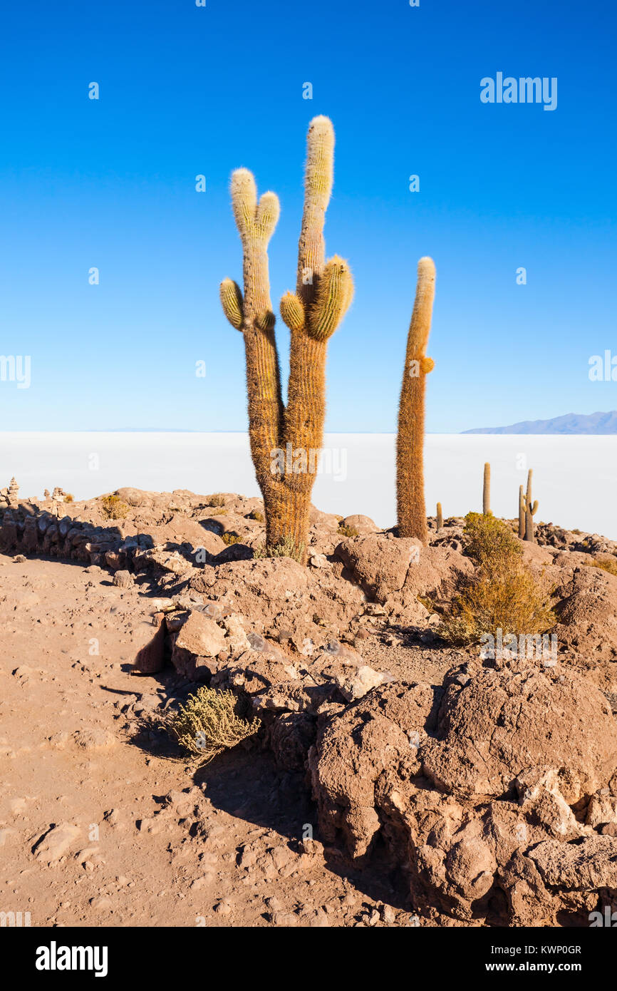 Cactus Island on Salar de Uyuni (Salt Lake) near Uyuni in Bolivia Stock ...