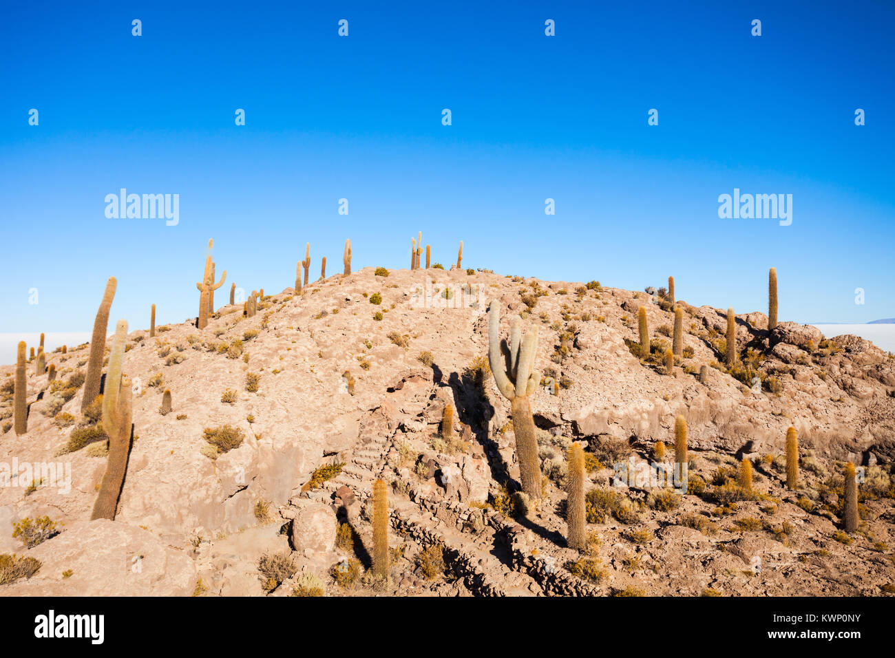 View of cactus covering Isla del Pescado (Fish Island) with the Uyuni ...