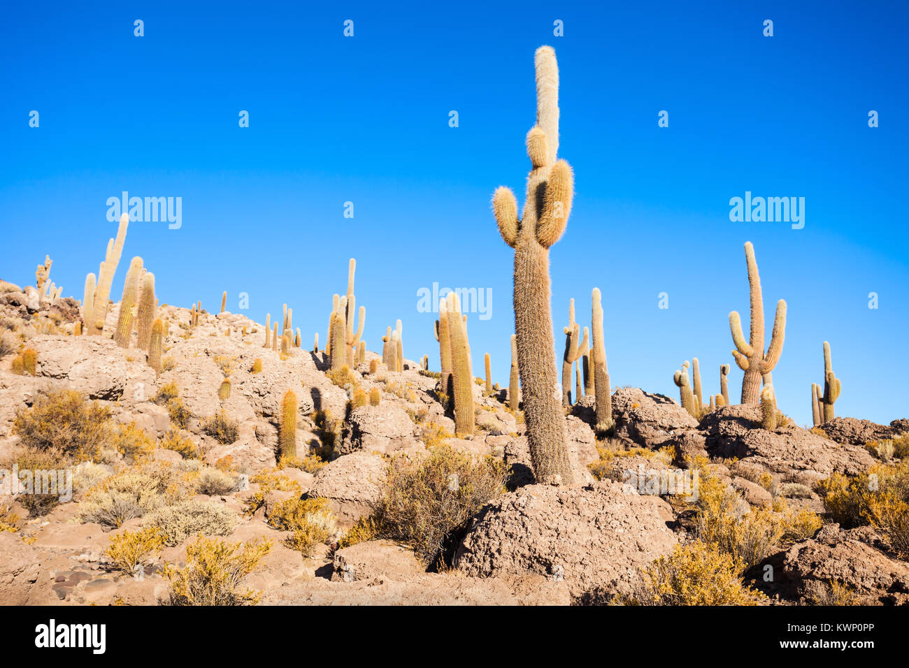 View of cactus covering Isla del Pescado (Fish Island) with the Uyuni ...