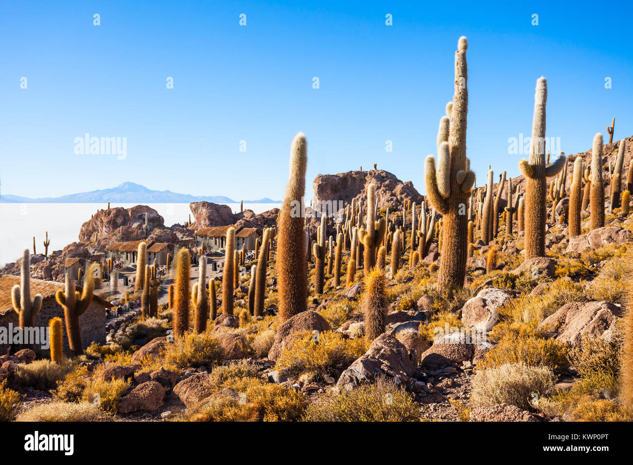 View of cactus covering Isla del Pescado (Fish Island) with the Uyuni ...