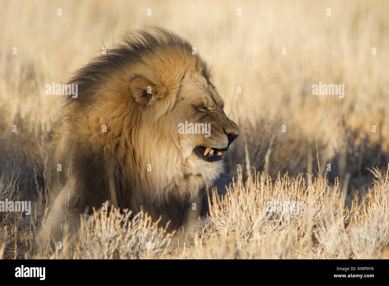 King killing lion hi-res stock photography and images - Alamy