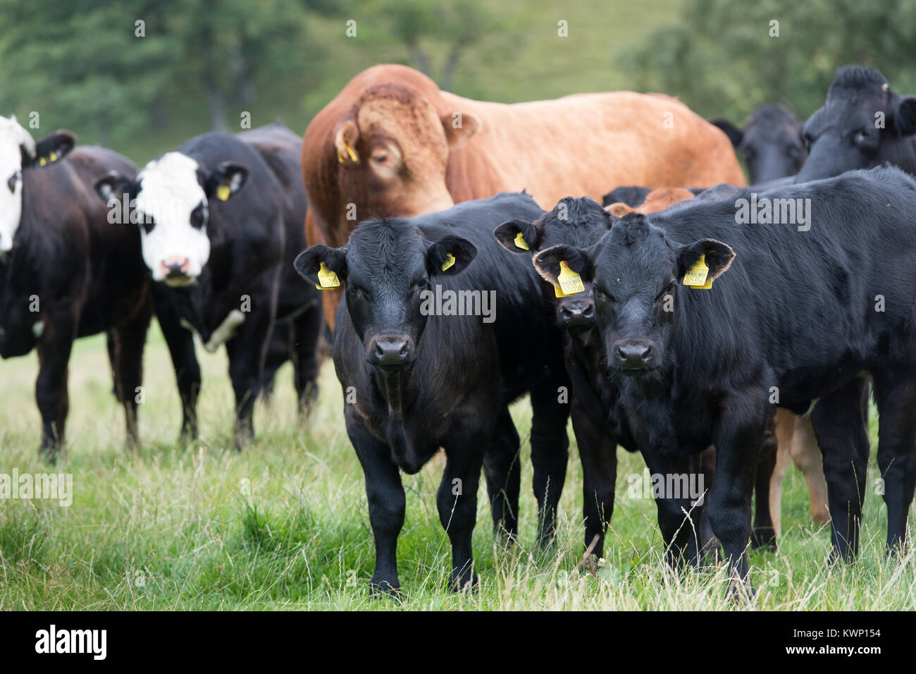 Black limousin bull hi-res stock photography and images - Alamy