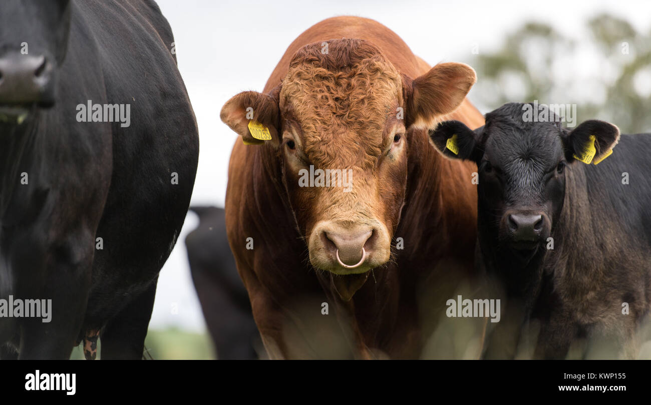 Black limousin bull hi-res stock photography and images - Alamy
