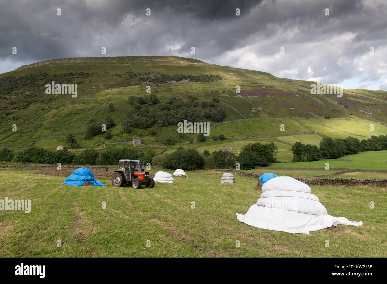 Haymaking in upper Swaledale in a traditional way, "Piking" up the hay ...