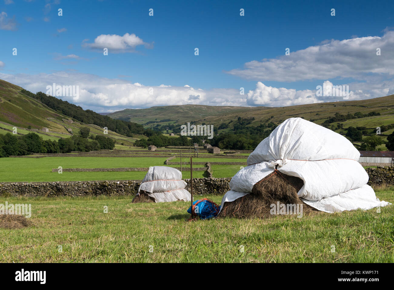 Haymaking in upper Swaledale in a traditional way, "Piking" up the hay ...