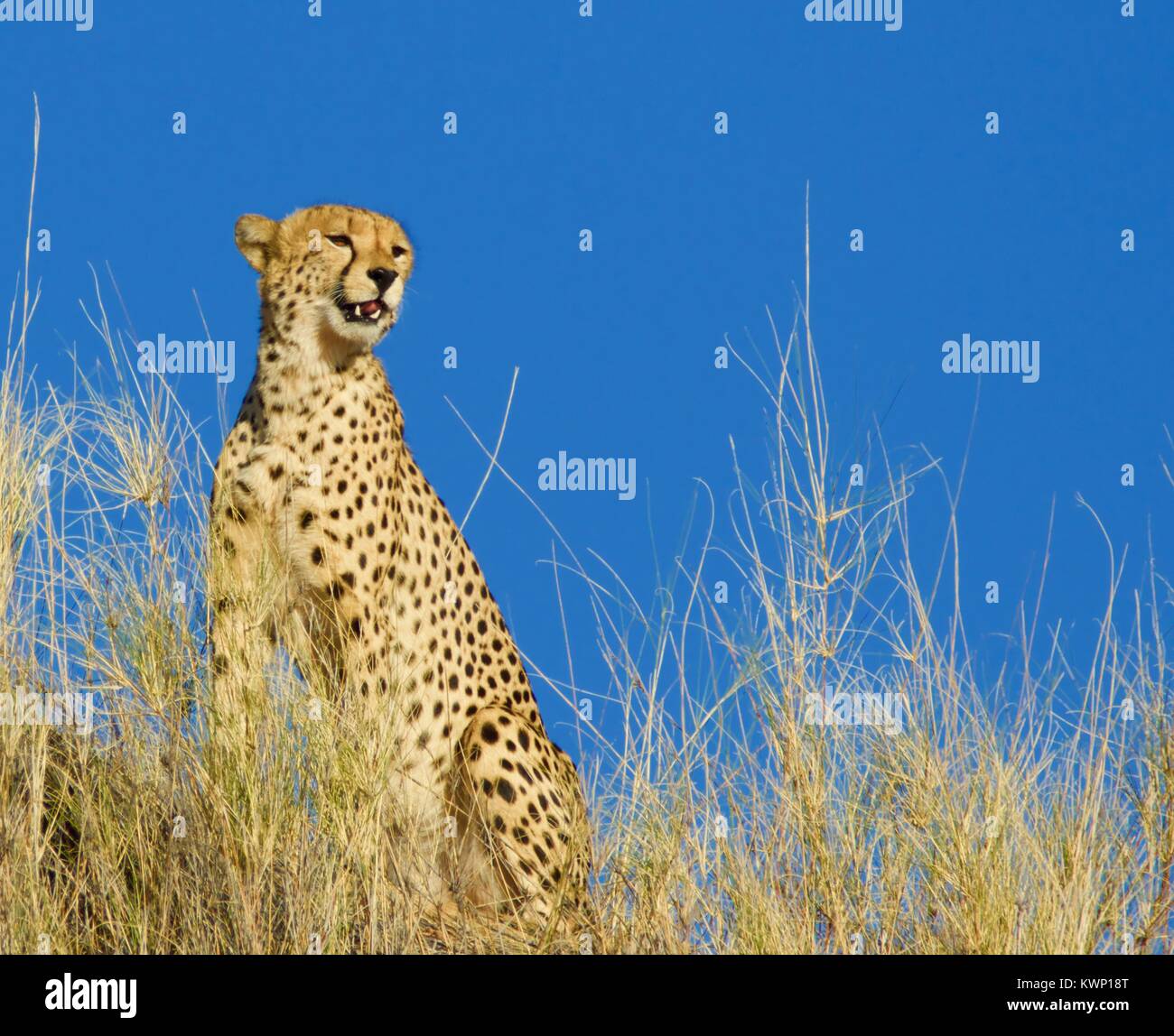 Five cheetahs of the mara hi-res stock photography and images - Alamy