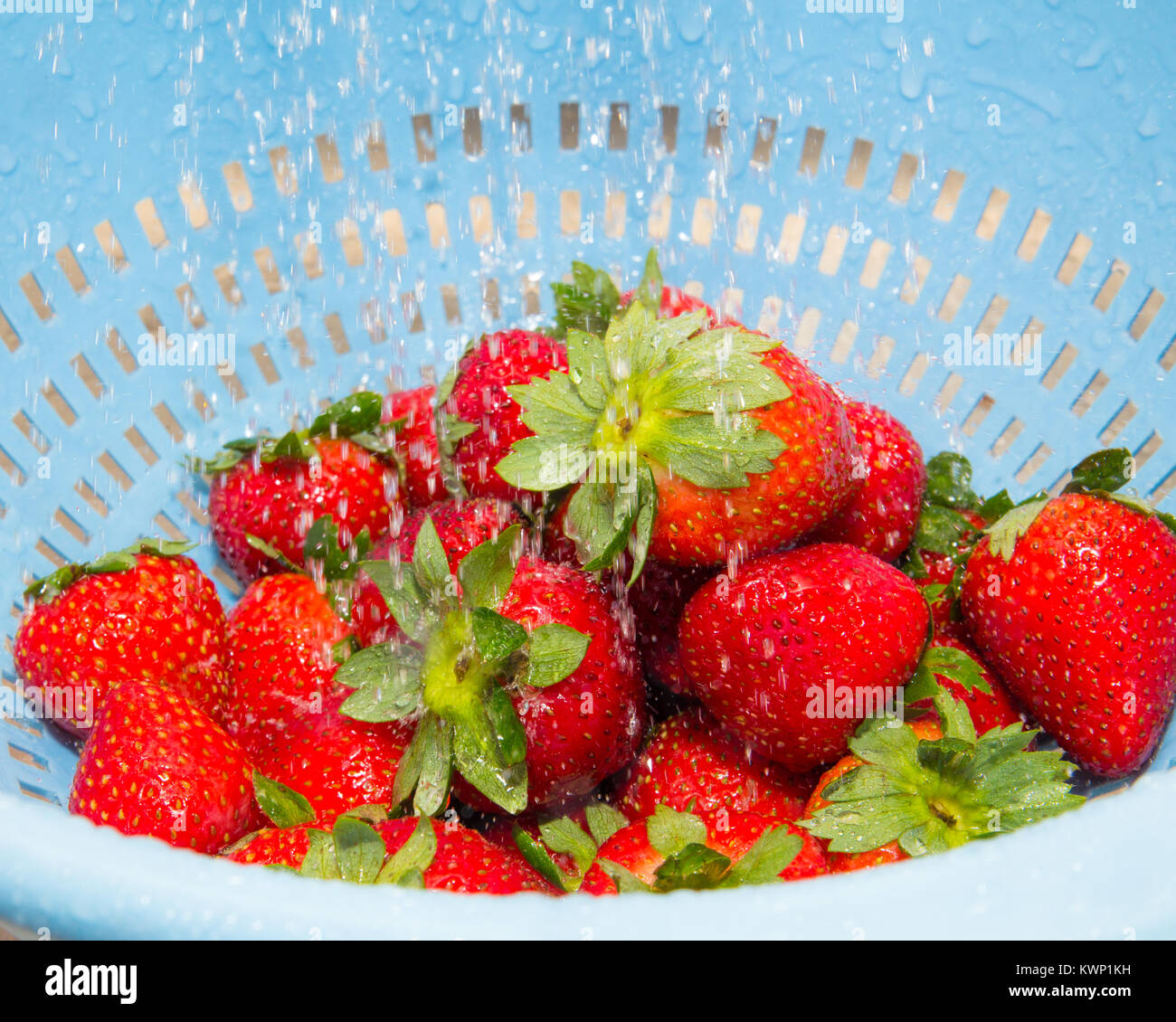 Washing Strawberries ripe strawberries in colander under running water ...