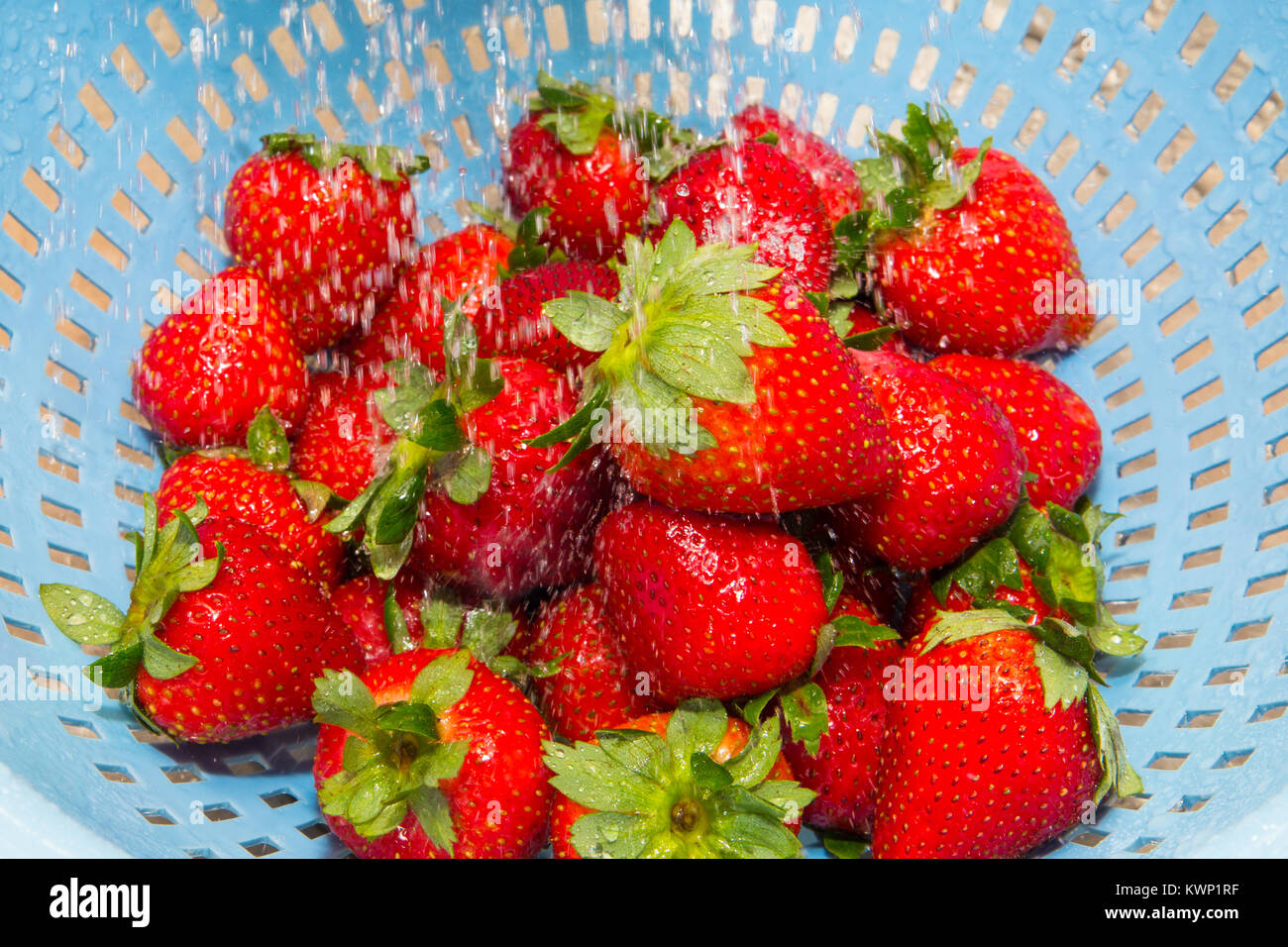 Washing Strawberries ripe strawberries in colander under running water ...