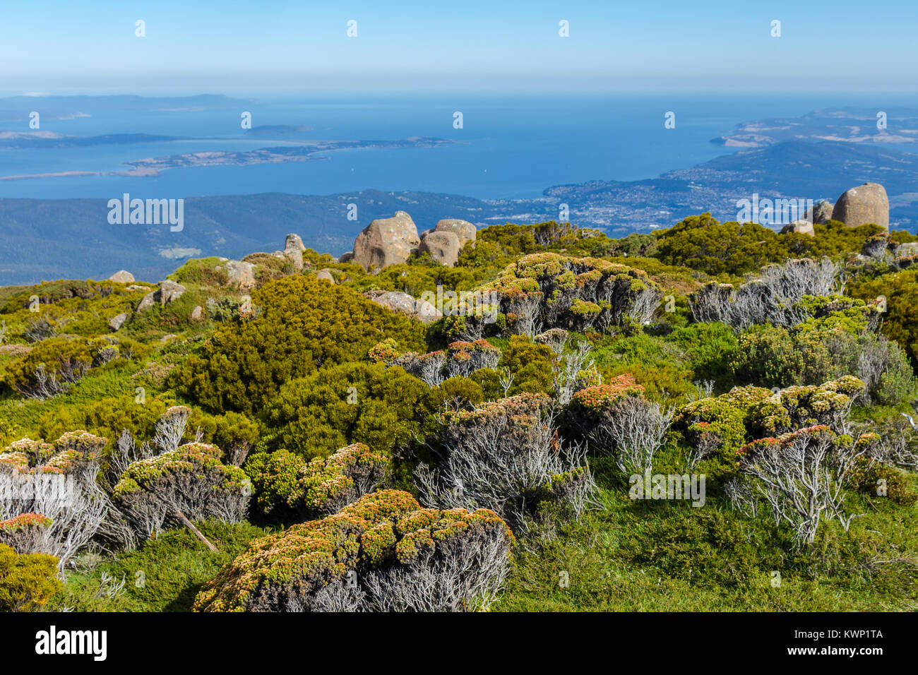Alpine vegetation tasmania hi-res stock photography and images - Alamy