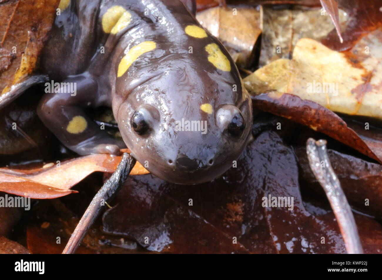 Spring salamanders hi-res stock photography and images - Alamy