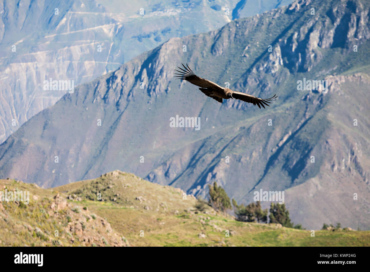 Condor flying near Cruz Del Condor viewpoint, Colca canyon, Peru Stock ...