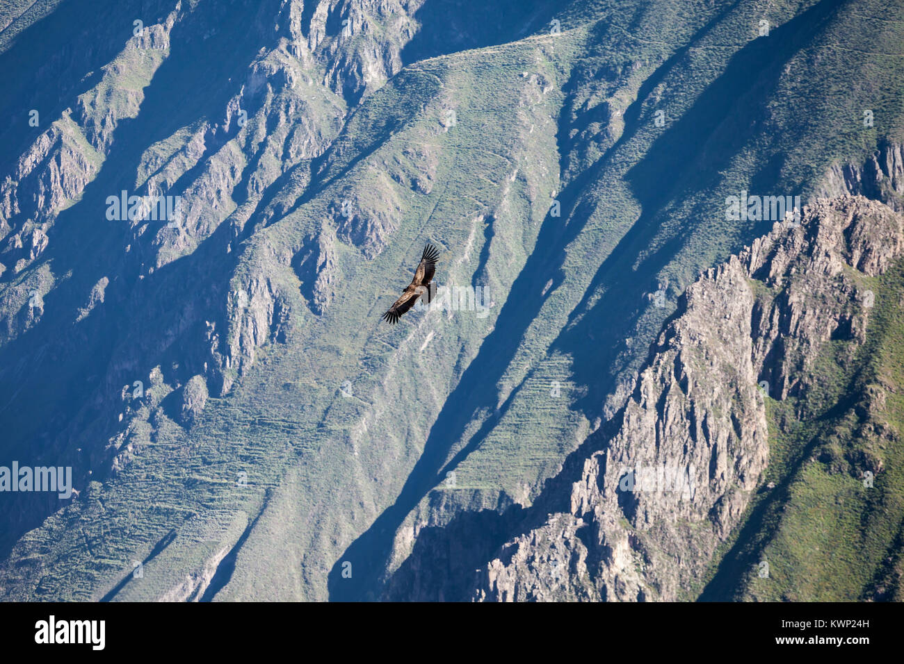 Condor flying near Cruz Del Condor viewpoint, Colca canyon, Peru Stock ...