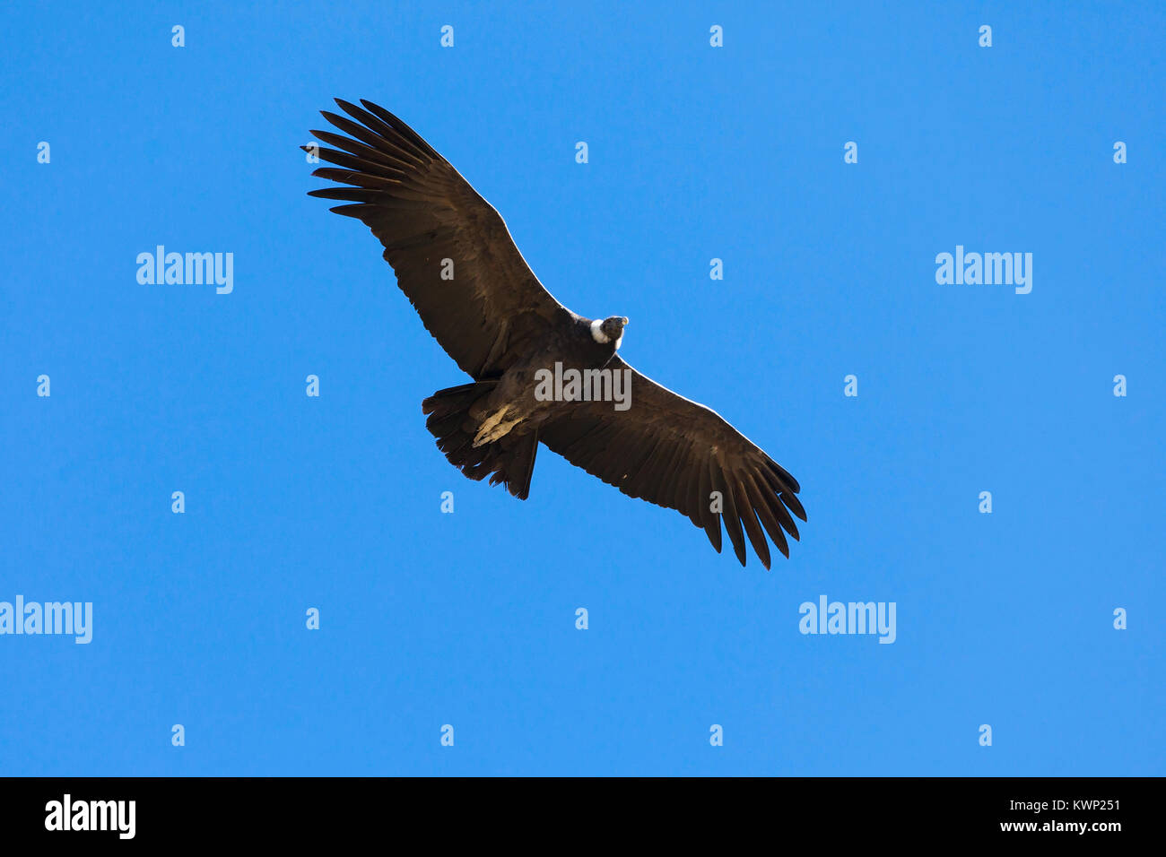 Condor flying on the blue sky background, Colca canyon, Peru Stock ...