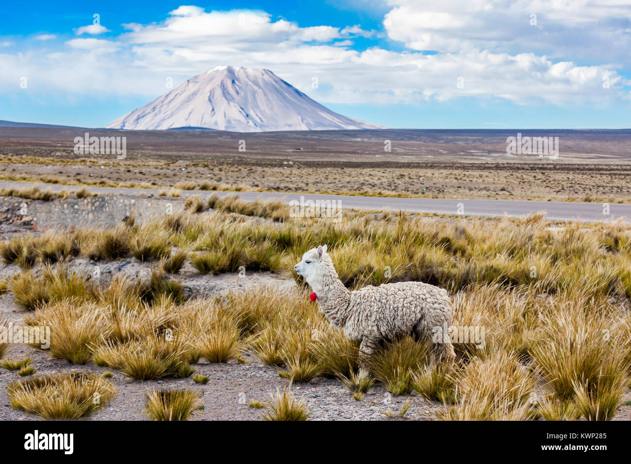 Little cute llama with the volcano background Stock Photo - Alamy