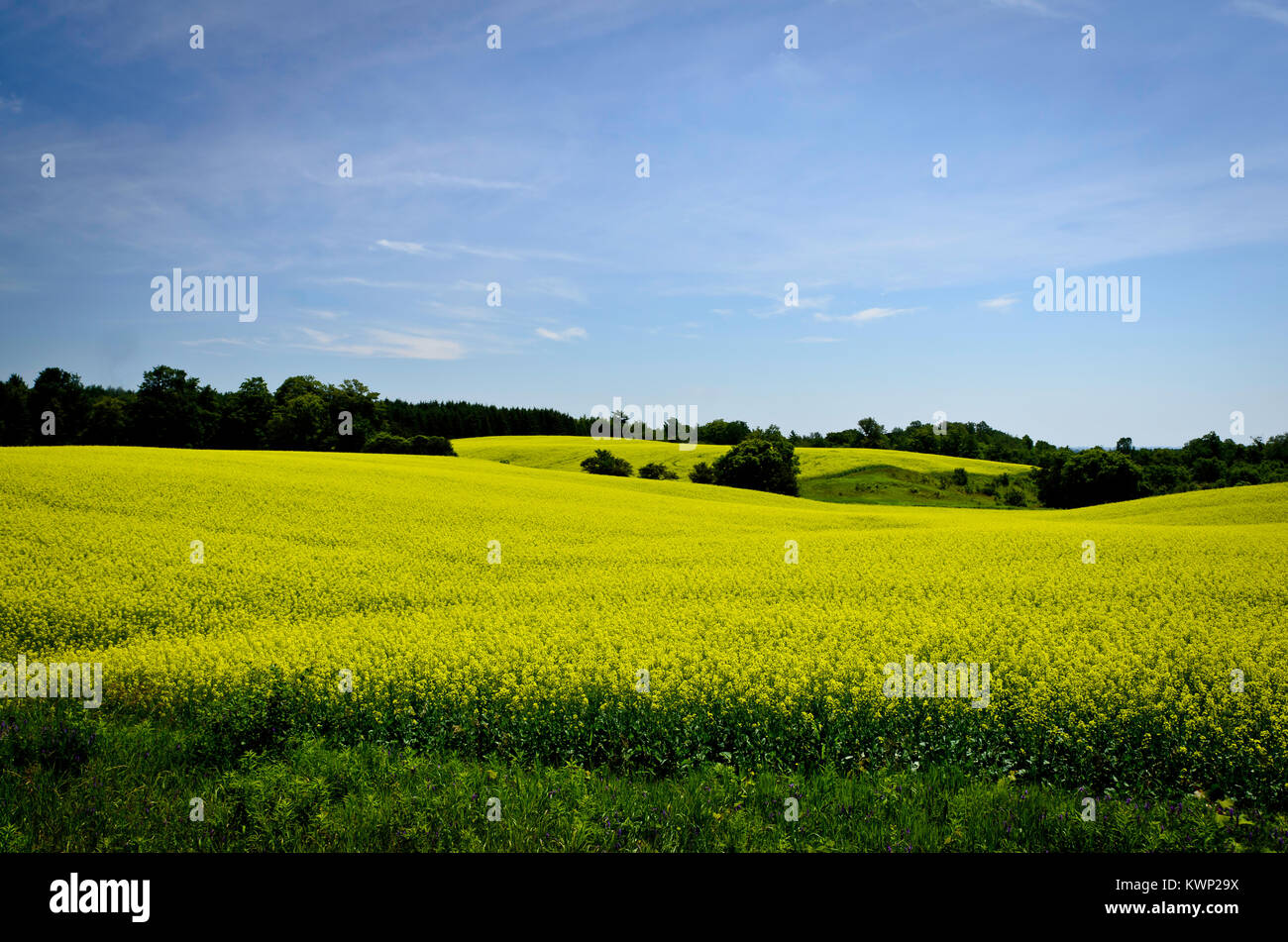 Canola field in full bloom Stock Photo - Alamy