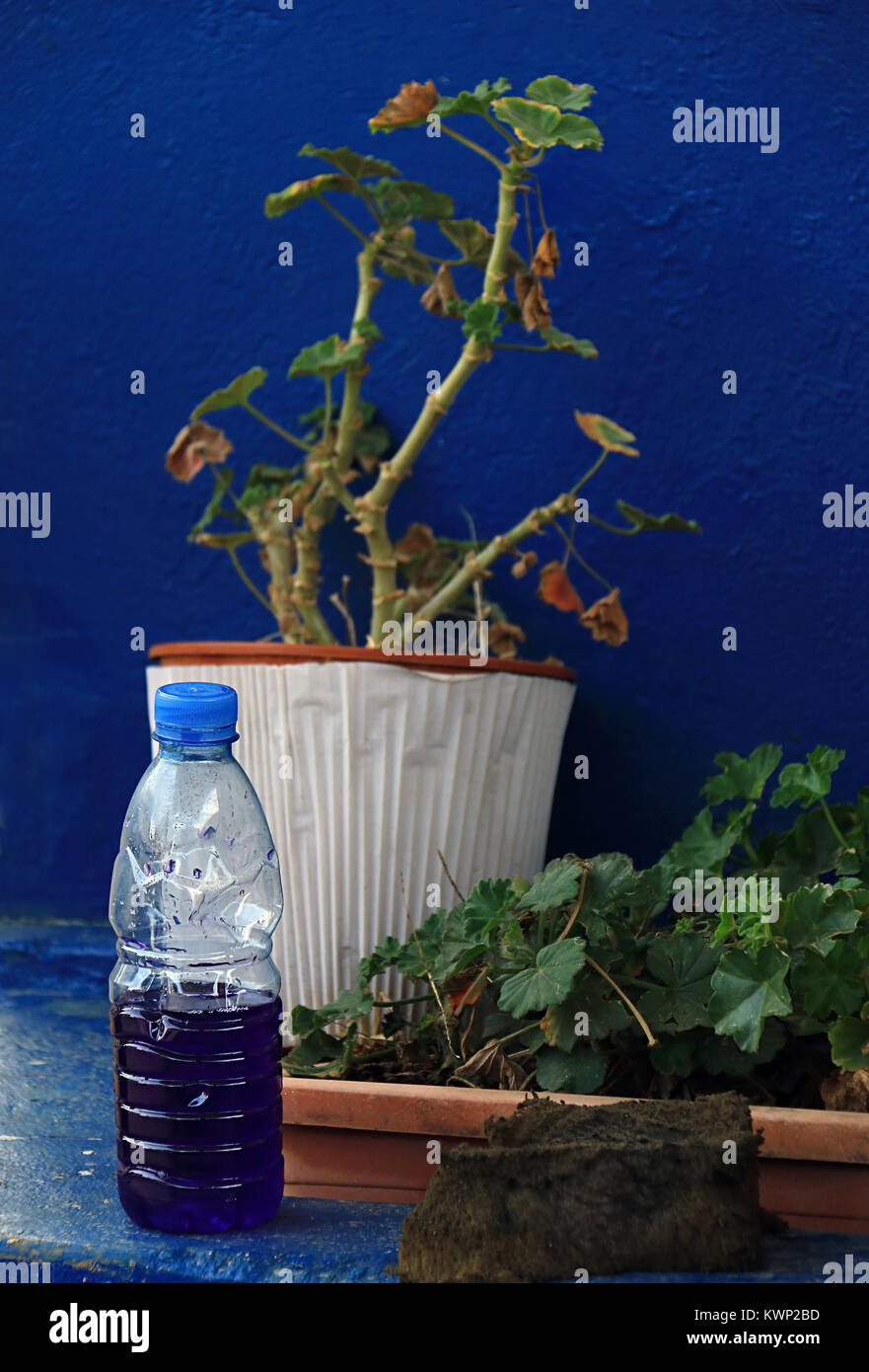 A plastic bottle of colored blue gasoline on a blue background Stock ...