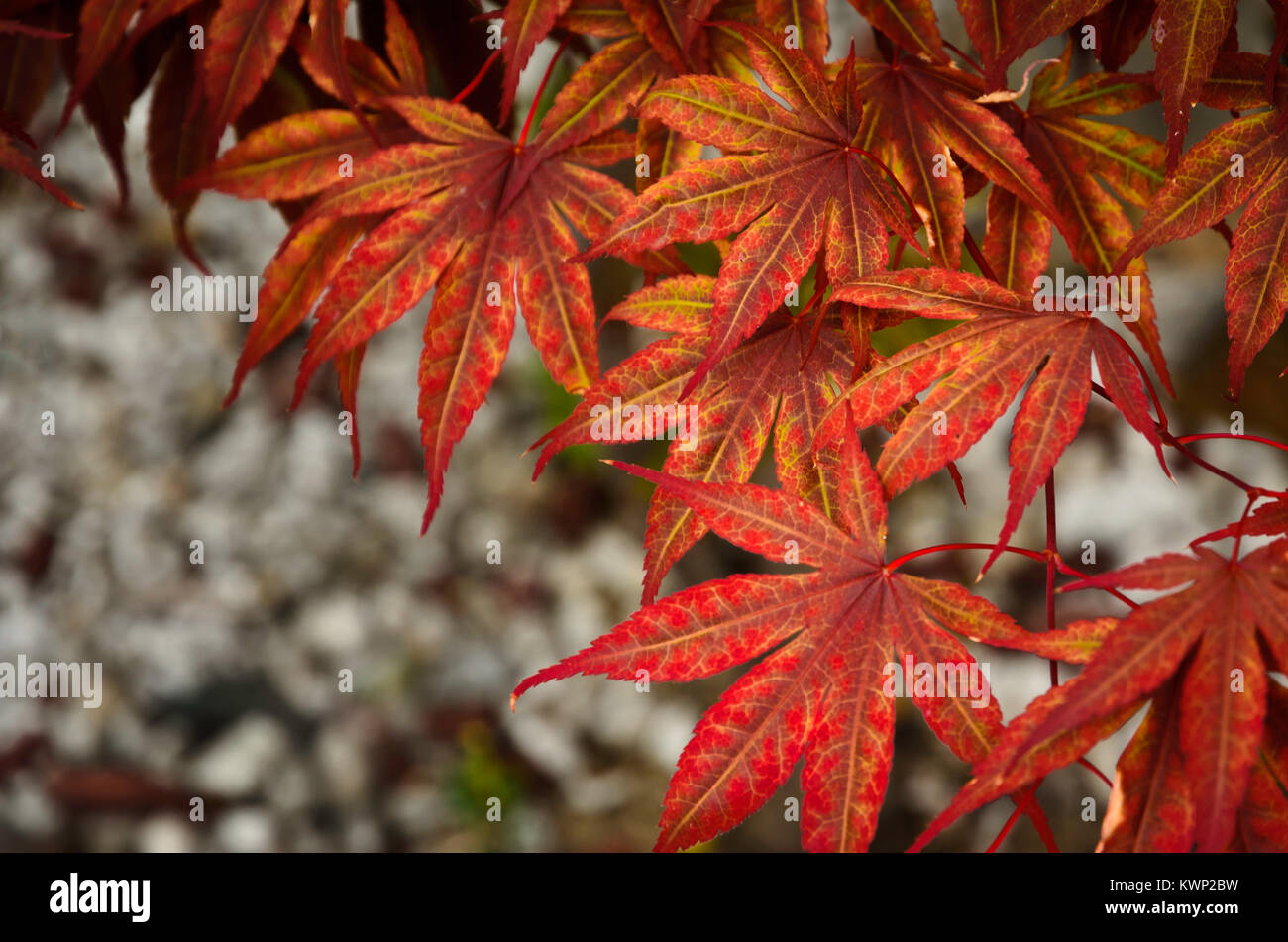 Close up of Japanese Maple (Acer palmatum) leaves in fall colors Stock ...