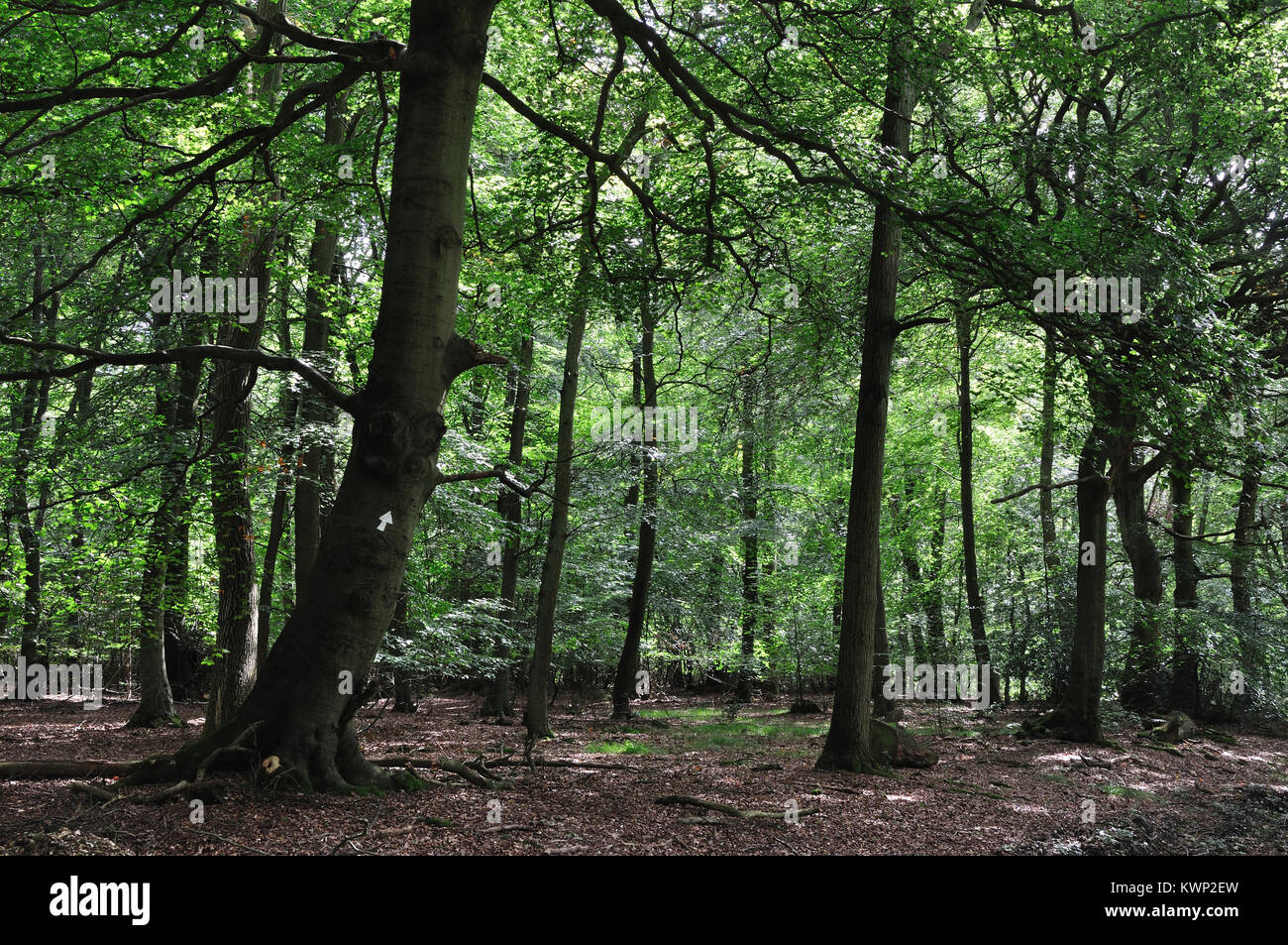 Nettlebed village hi-res stock photography and images - Alamy